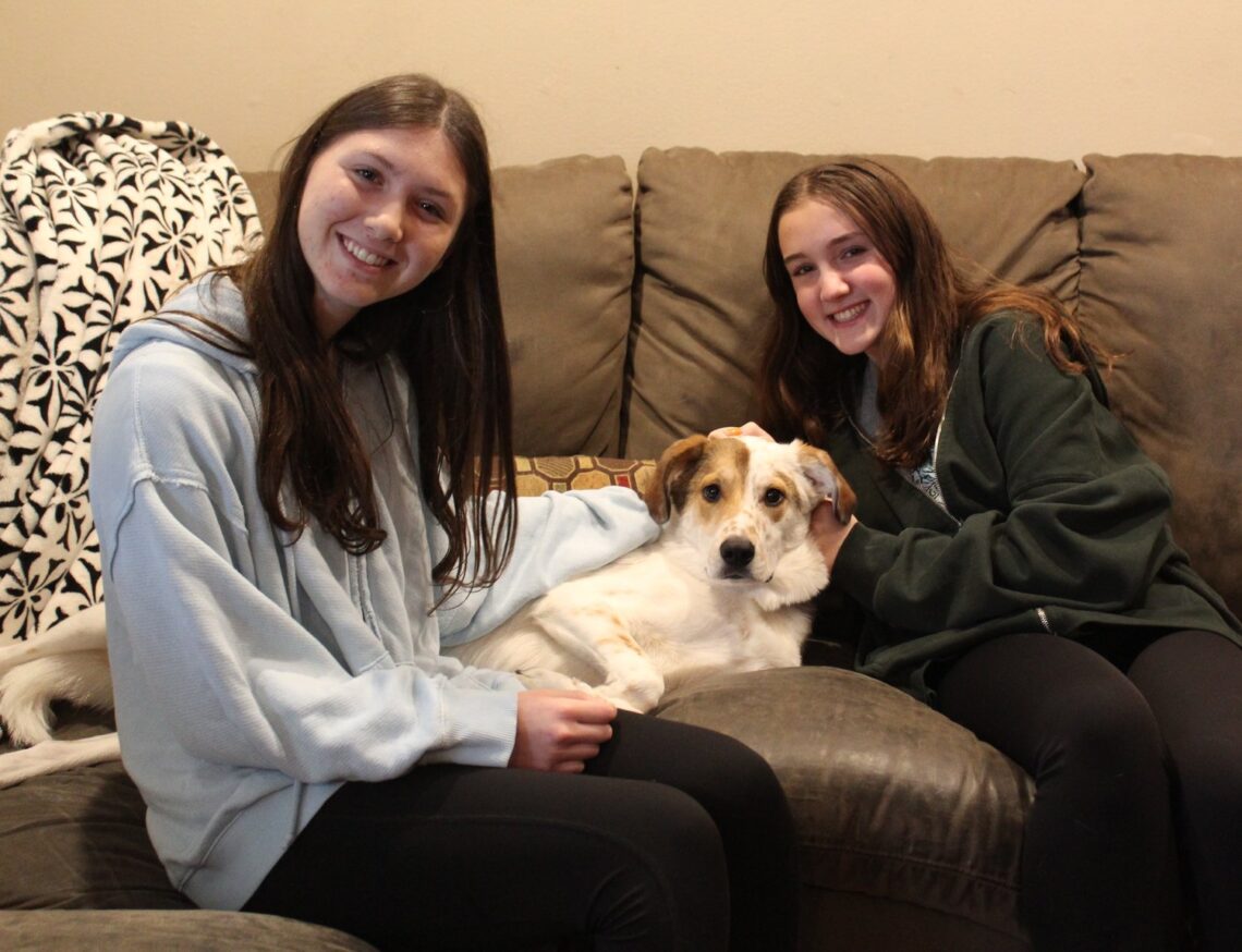 How Loving Paws Can Take Care Of Your Furry Friends - Amor 4 Pets ...